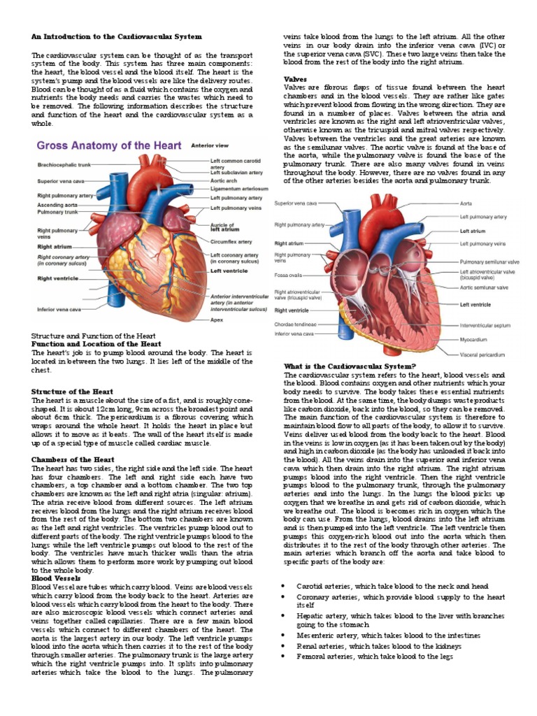 An Introduction To The Cardiovascular System | PDF | Heart Valve | Heart
