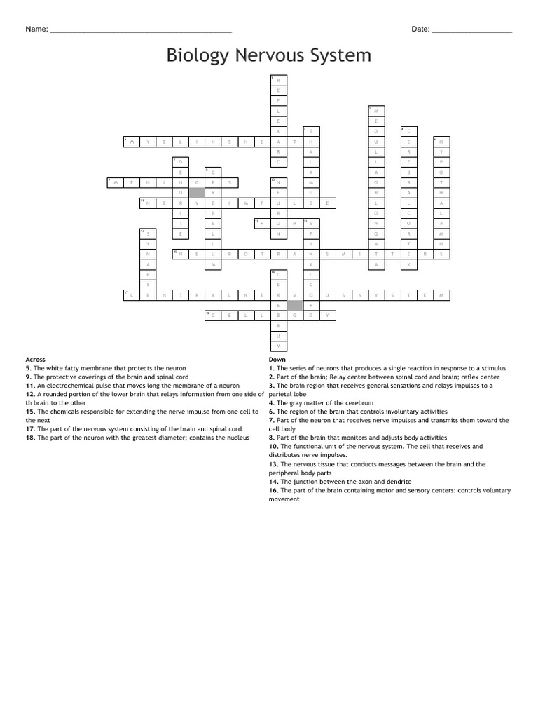 Biology Nervous System Answer Key | PDF | Neuron | Action Potential