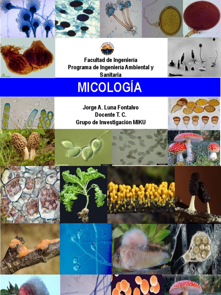 Capitulo Micologia | PDF | Hongo | Organismos