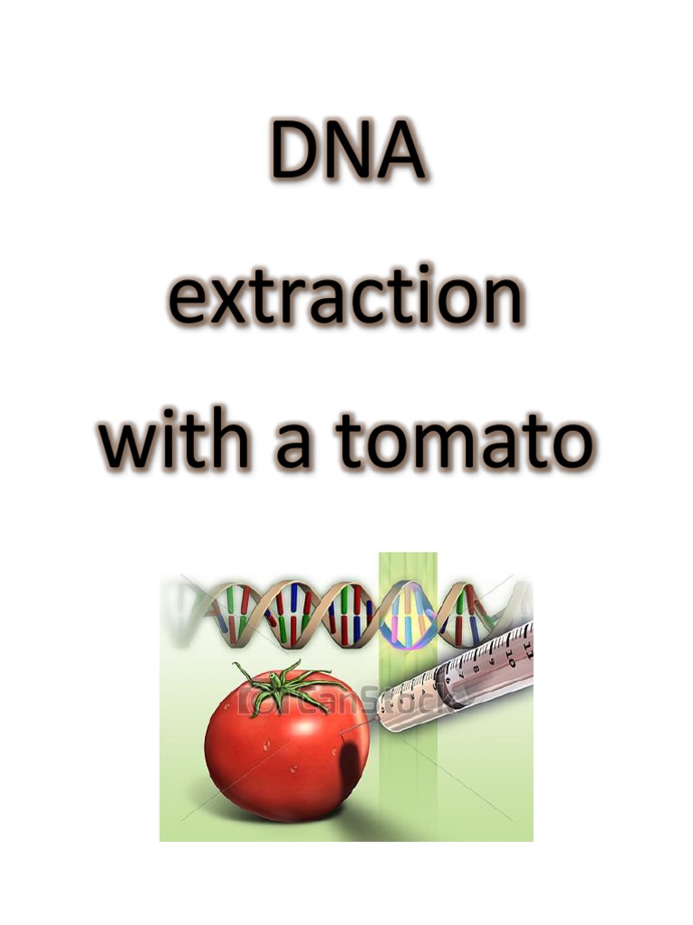 DNA Extraction With A Tomato | PDF