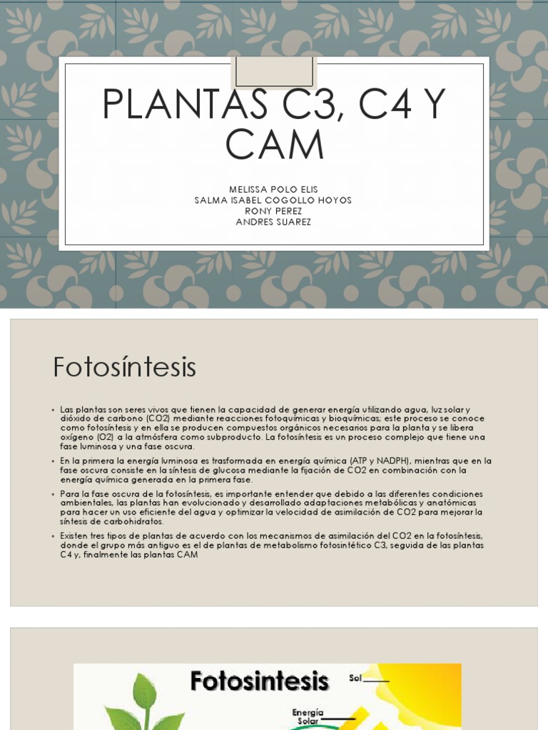 Plantas c3, c4 y Cam | PDF | Fotosíntesis | Plantas