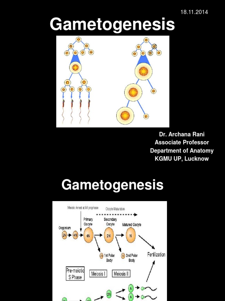 A Gametogenesis 16 12 14 PDF | PDF | Life Sciences | Human Reproduction
