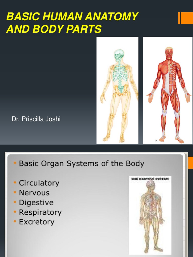 Basic Human Anatomy and Bodyparts | PDF | Respiratory Tract | Vertebral ...