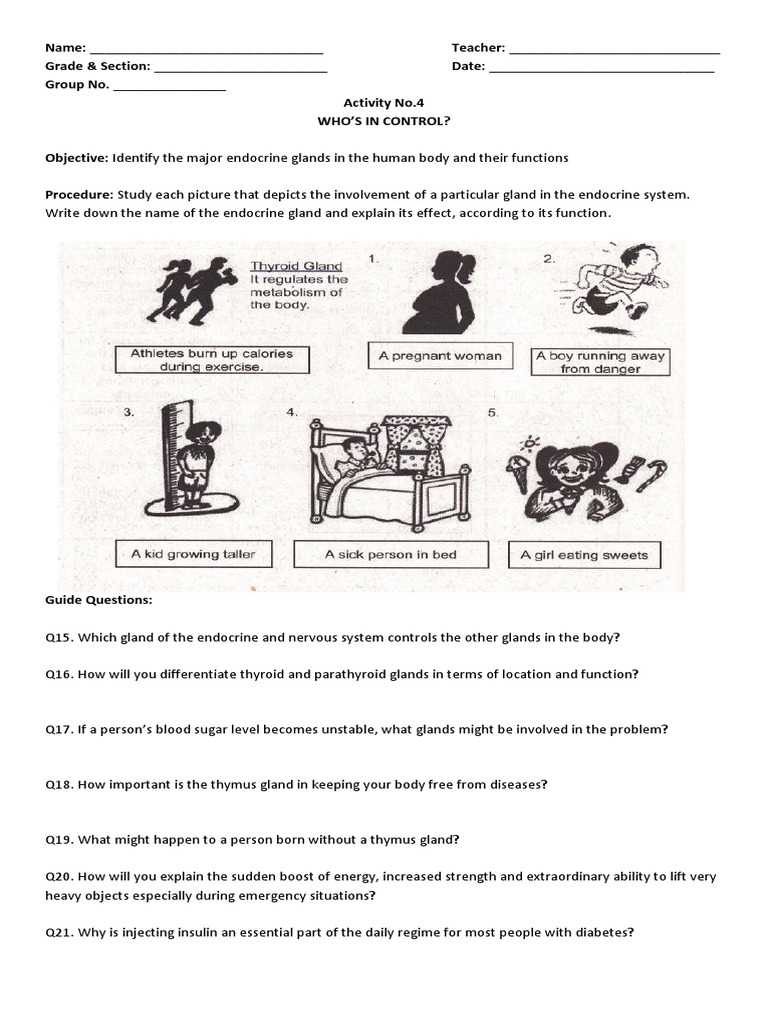 Activity | PDF | Endocrine System | Endocrine Diseases