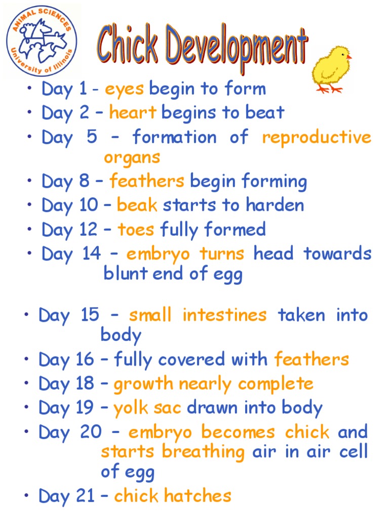 Chick Day 1-21 | PDF