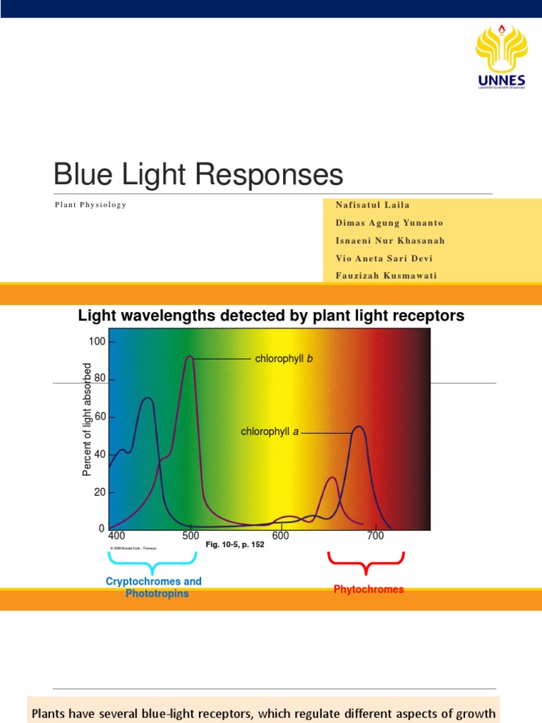Blue Light Responses - Third Group | PDF | Arabidopsis Thaliana | Clock