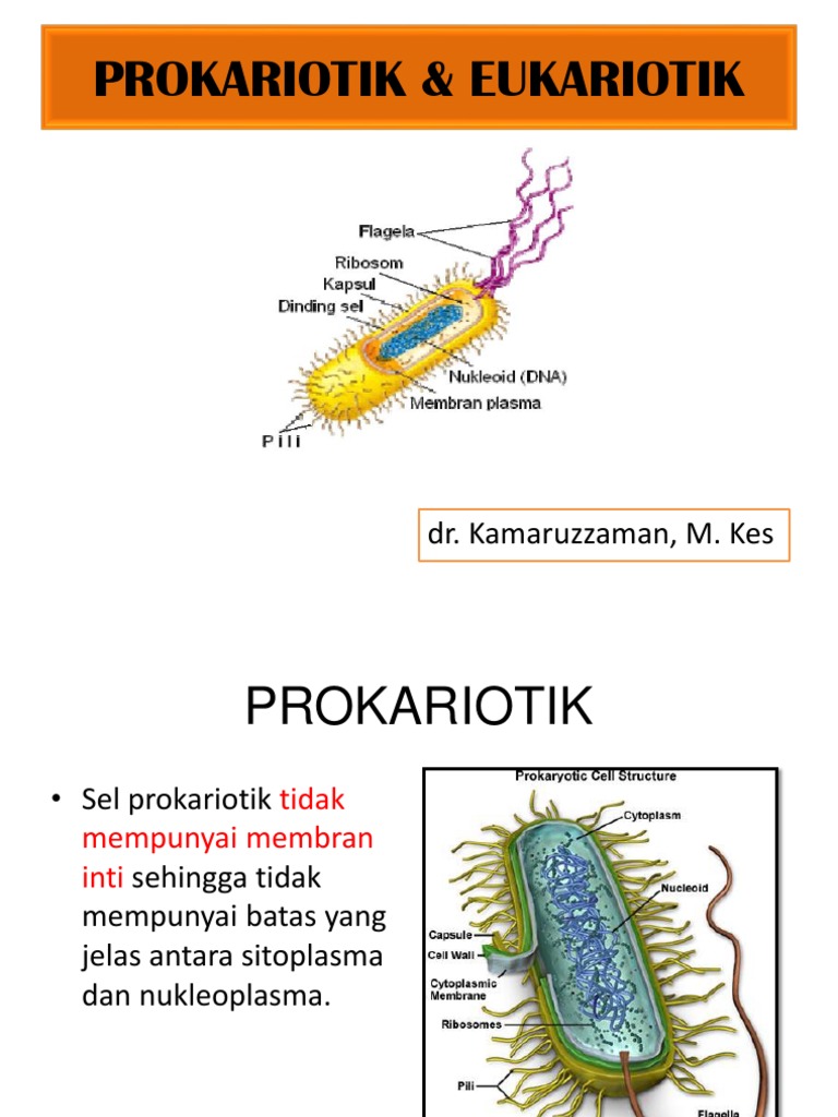 2 Sel Prokariotik Dan Eukariotik | PDF