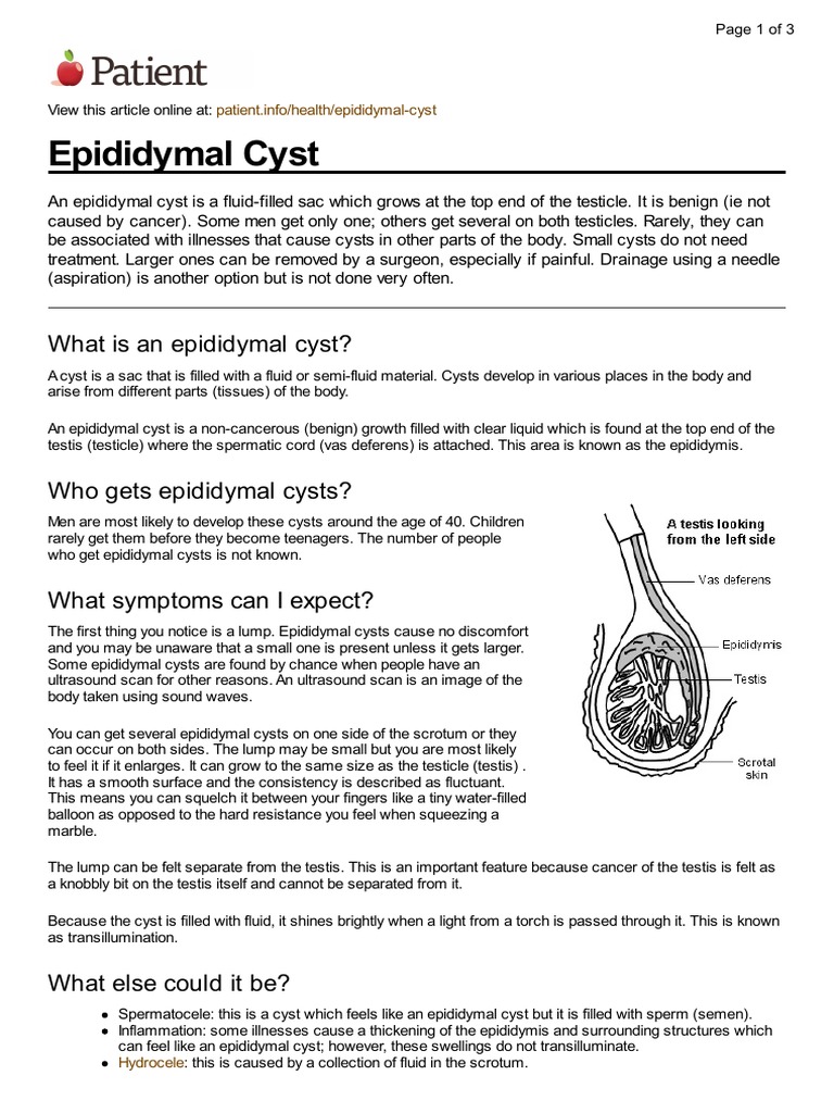 What Is An Epididymal Cyst? | PDF | Testicle | Diseases And Disorders