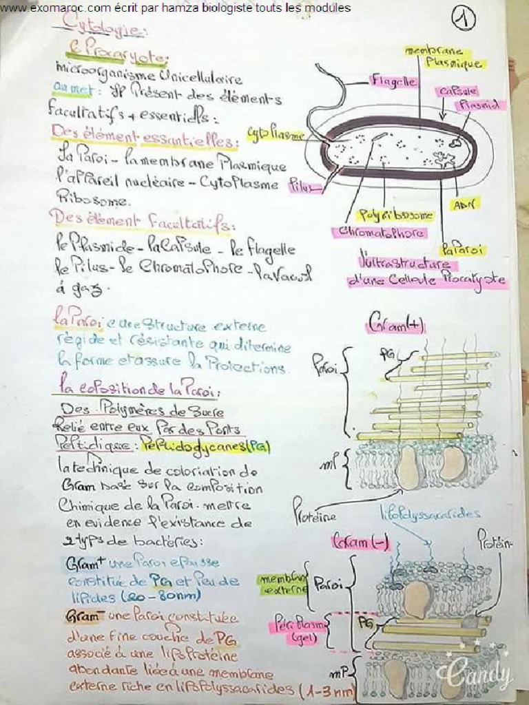 Biologie Cellulaire PDF | PDF