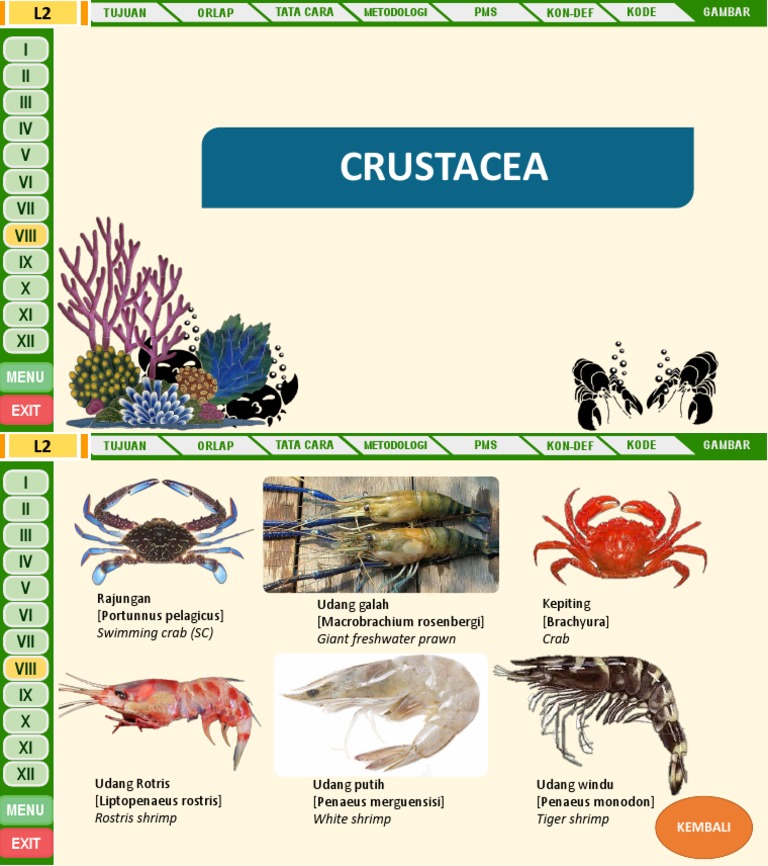 Crustacea: I II III IV V VI VII Viii IX X XI XII | PDF