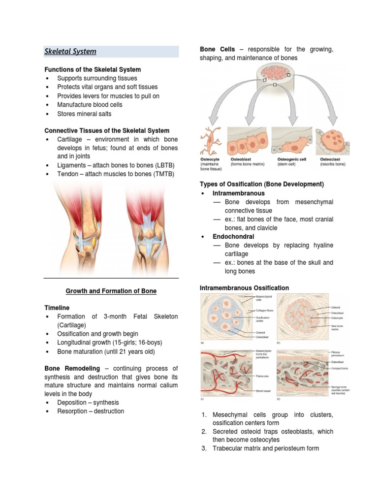 Overview of the Skeletal System Functions | PDF | Bone | Tissue (Biology)