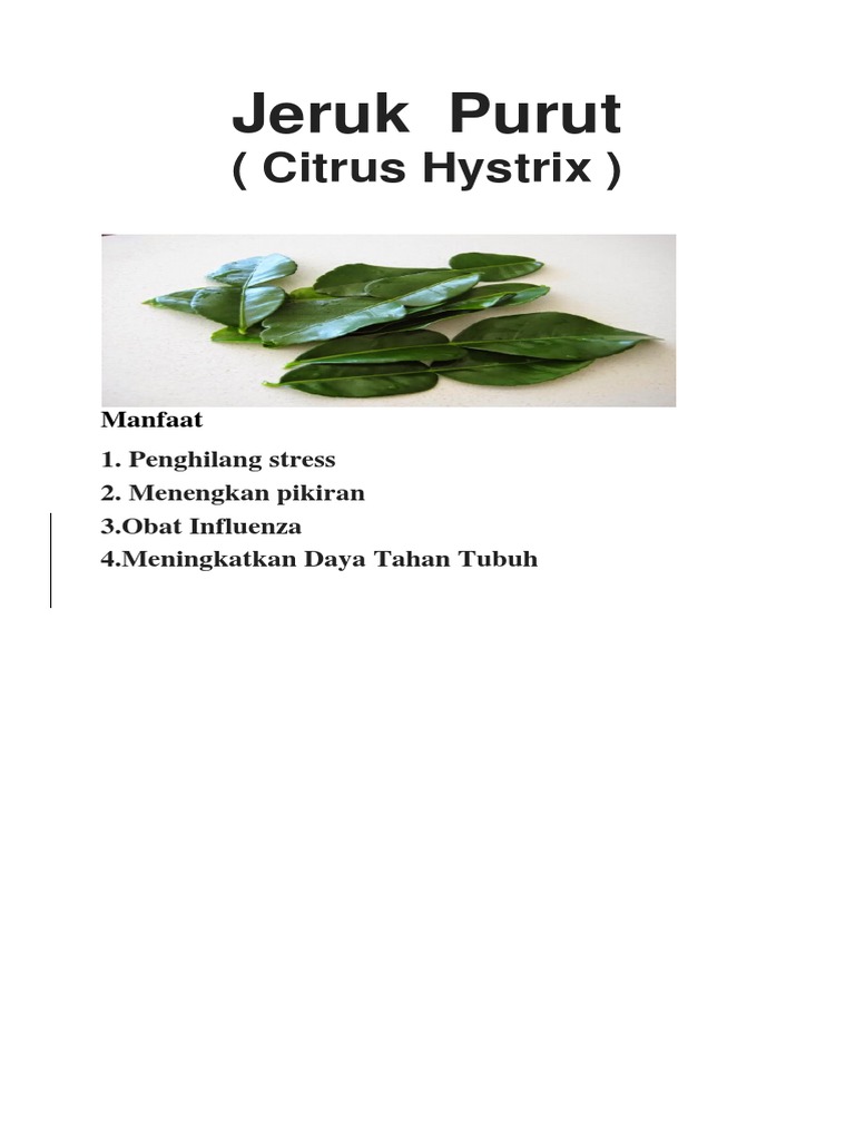 15 Manfaat Dan Khasiat Daun Jeruk Purut Untuk Kesehatan | PDF