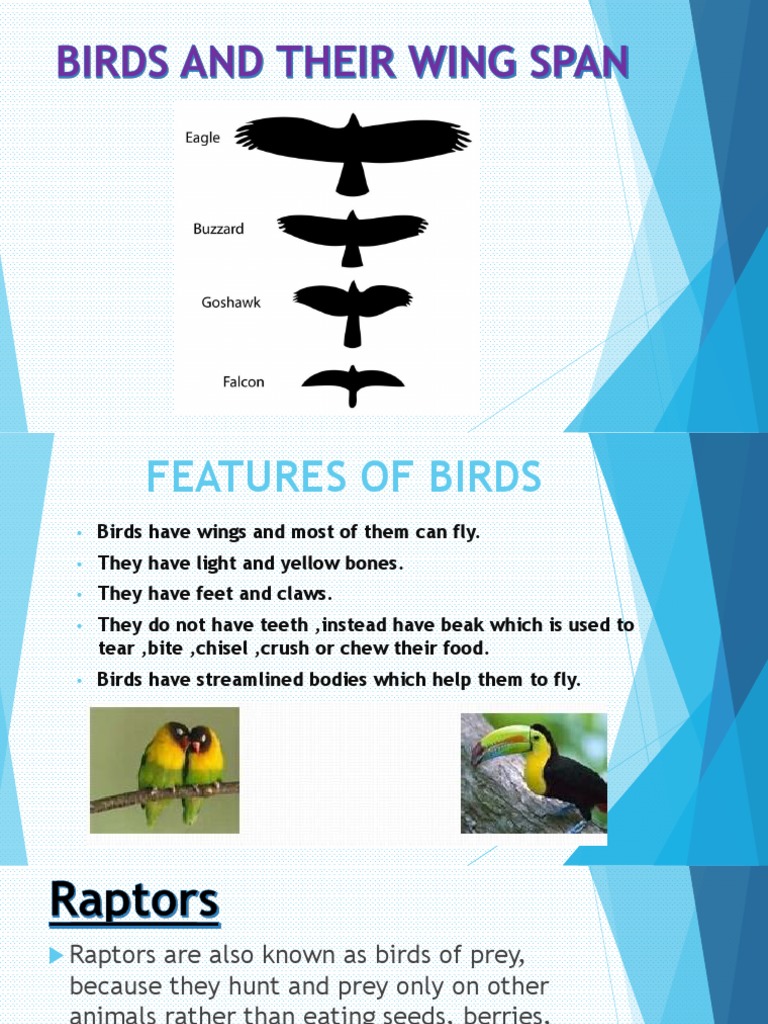 Birds and Their Wings Span | PDF | Home & Garden