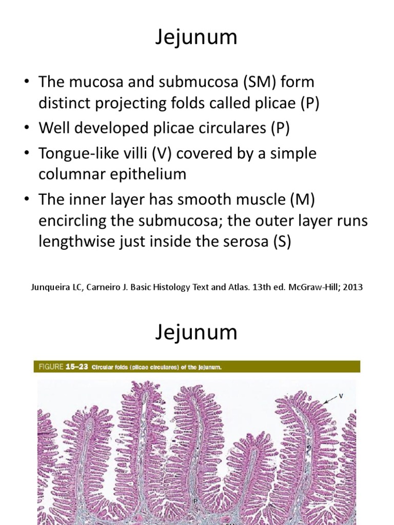Jejunum: Junqueira LC, Carneiro J. Basic Histology Text and Atlas. 13Th ...