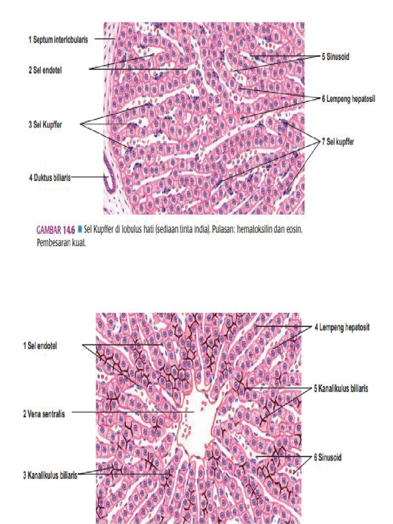 Histo Hepar | PDF | Laboratory Techniques | Pathology