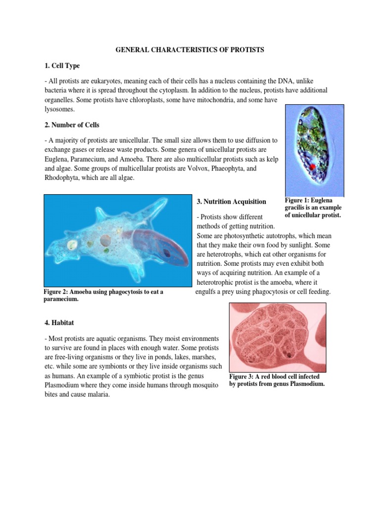 General Characteristics of Protists | PDF | Cell (Biology) | Eukaryotes