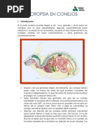 Caudectomia | PDF | Perros | Cirugía