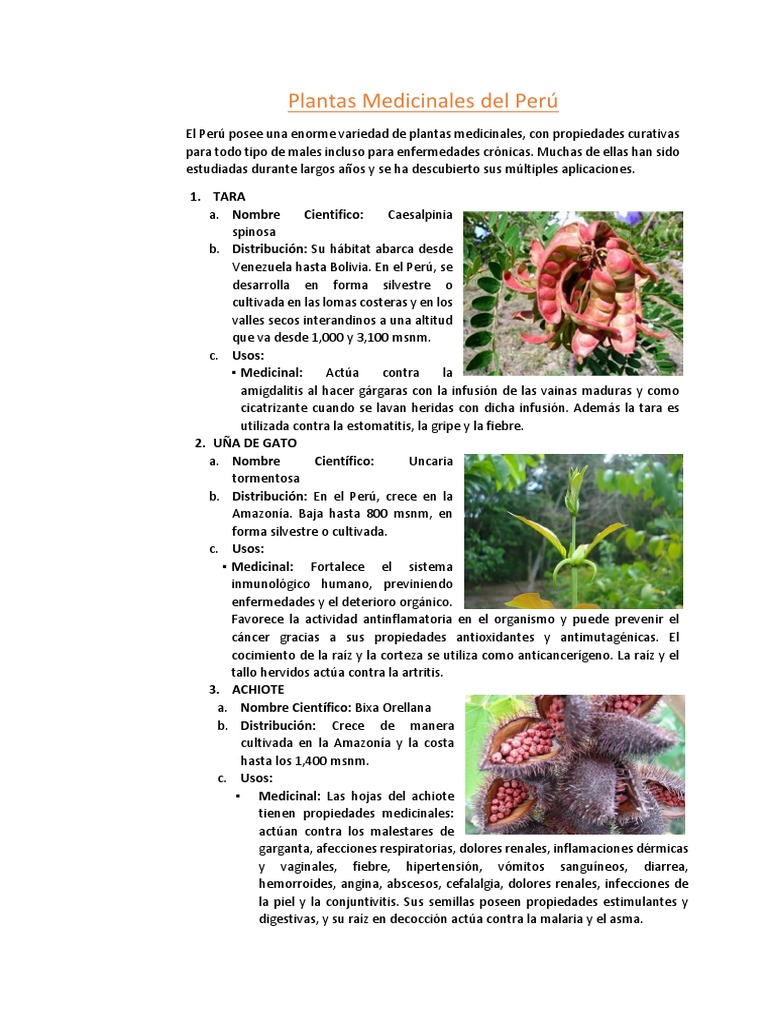 Plantas Medicinales Del Peru | Descargar gratis PDF | Enfermedades y ...
