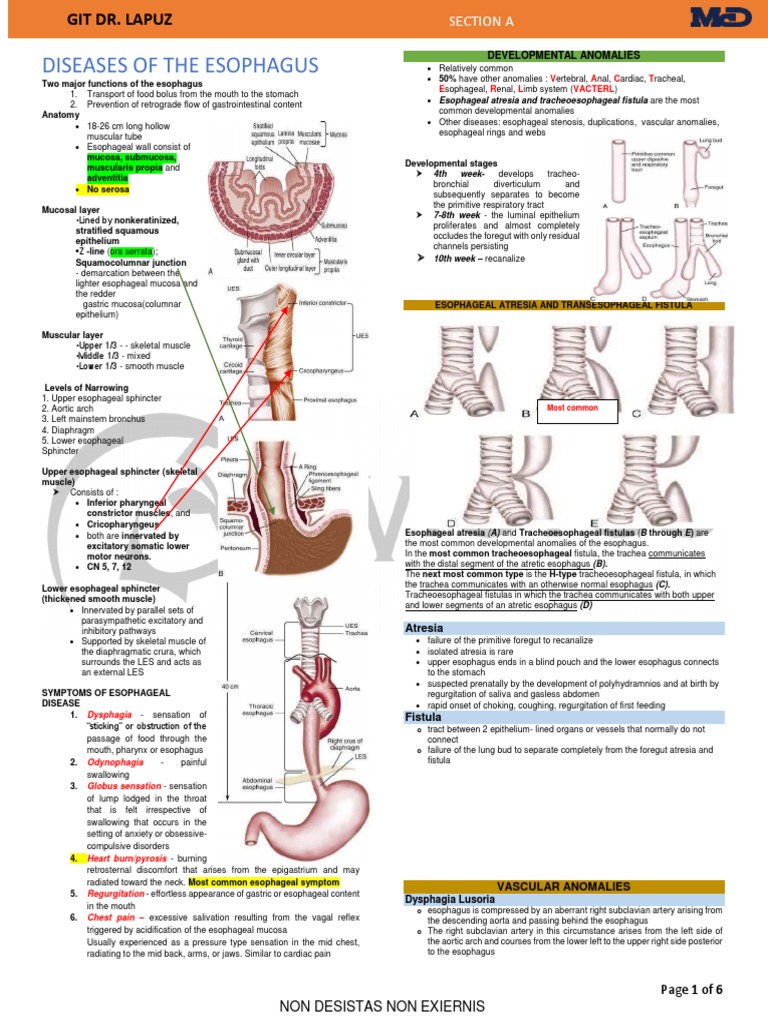 Esophageal Diseases: Symptoms & Disorders | PDF | Esophagus ...