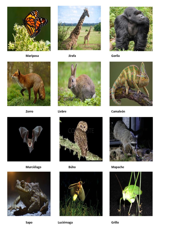 Animales diurnos y animales nocturnos