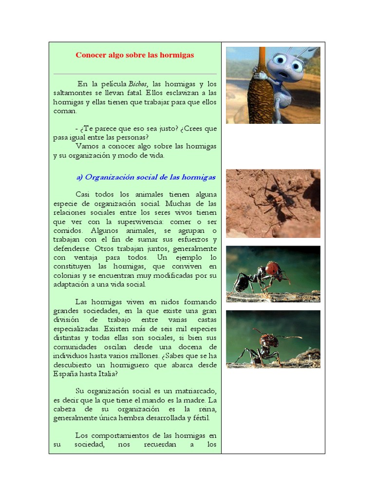 Organización social de las hormigas | PDF | Hormiga | Insectos