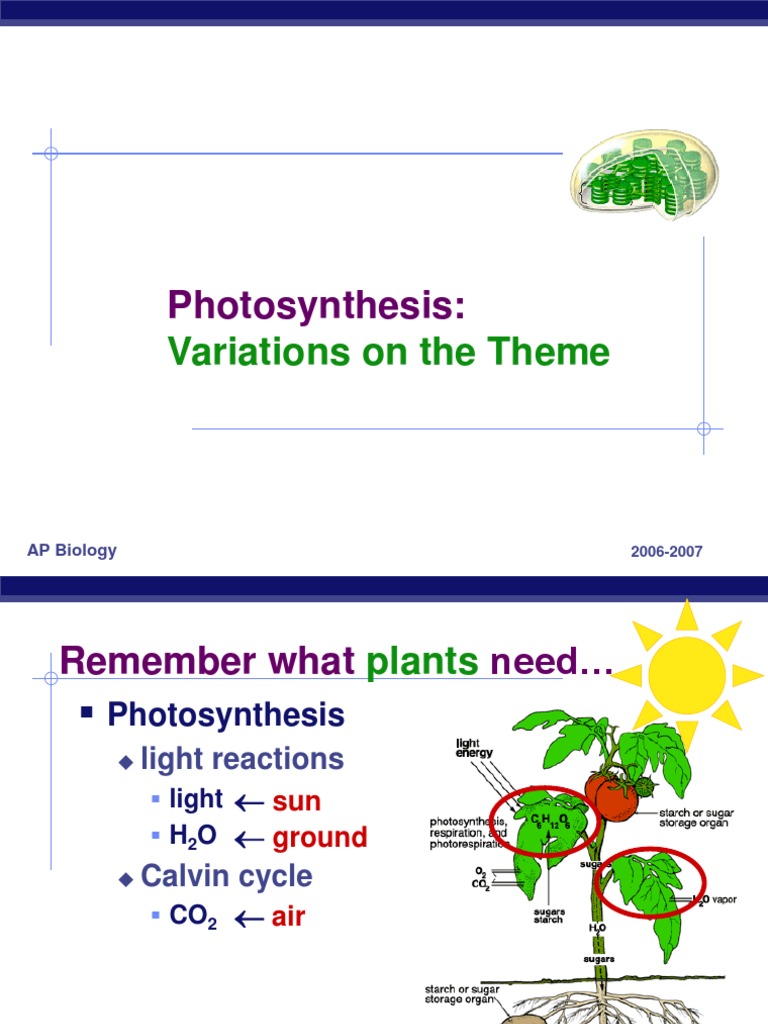 AP Biology: Photosynthesis Insights | PDF | Metabolism | Organisms