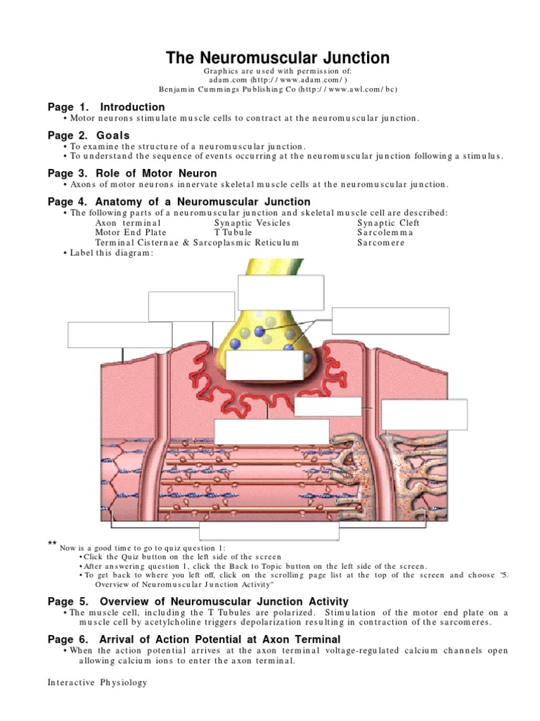Neuromuscular Junction Animation