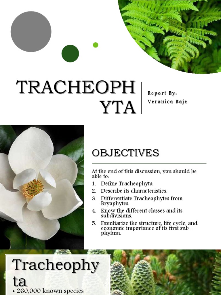 Understanding Tracheophyta: Characteristics, Classes, Subdivisions, and ...