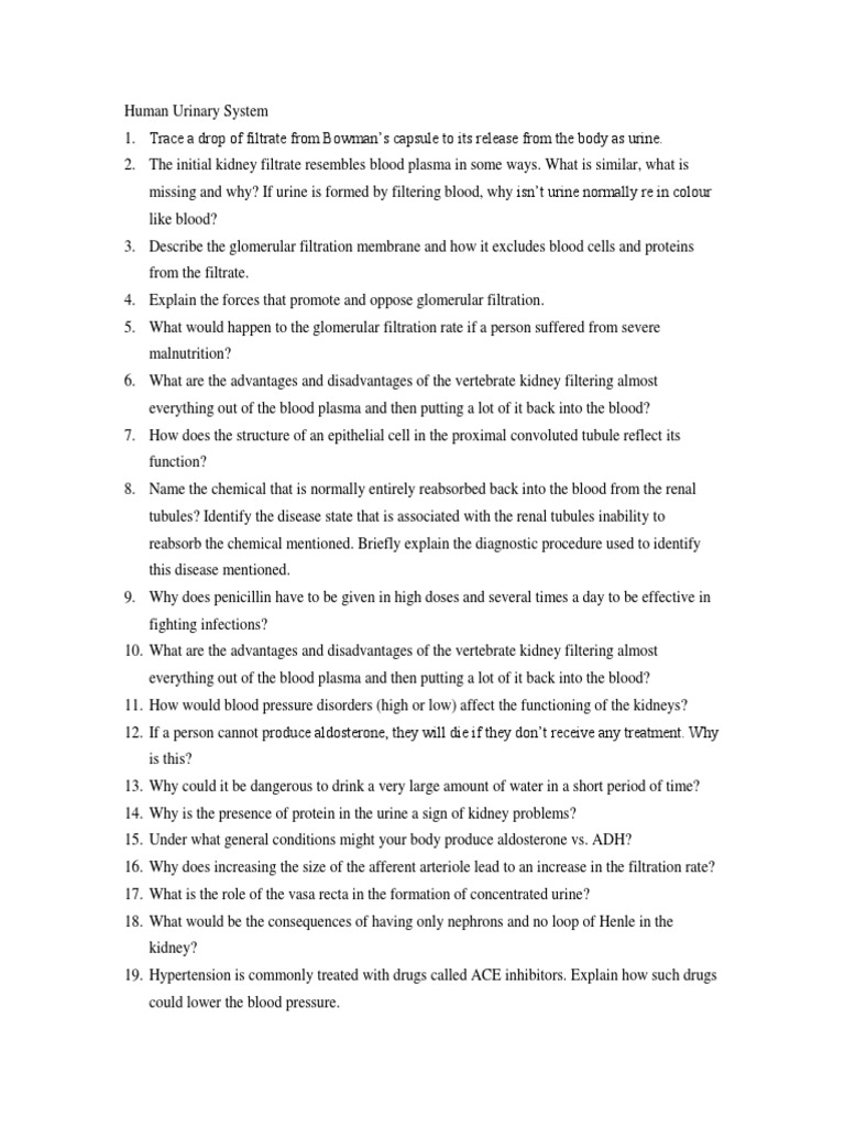Urinary System Review Questions | PDF | Kidney | Urinary System