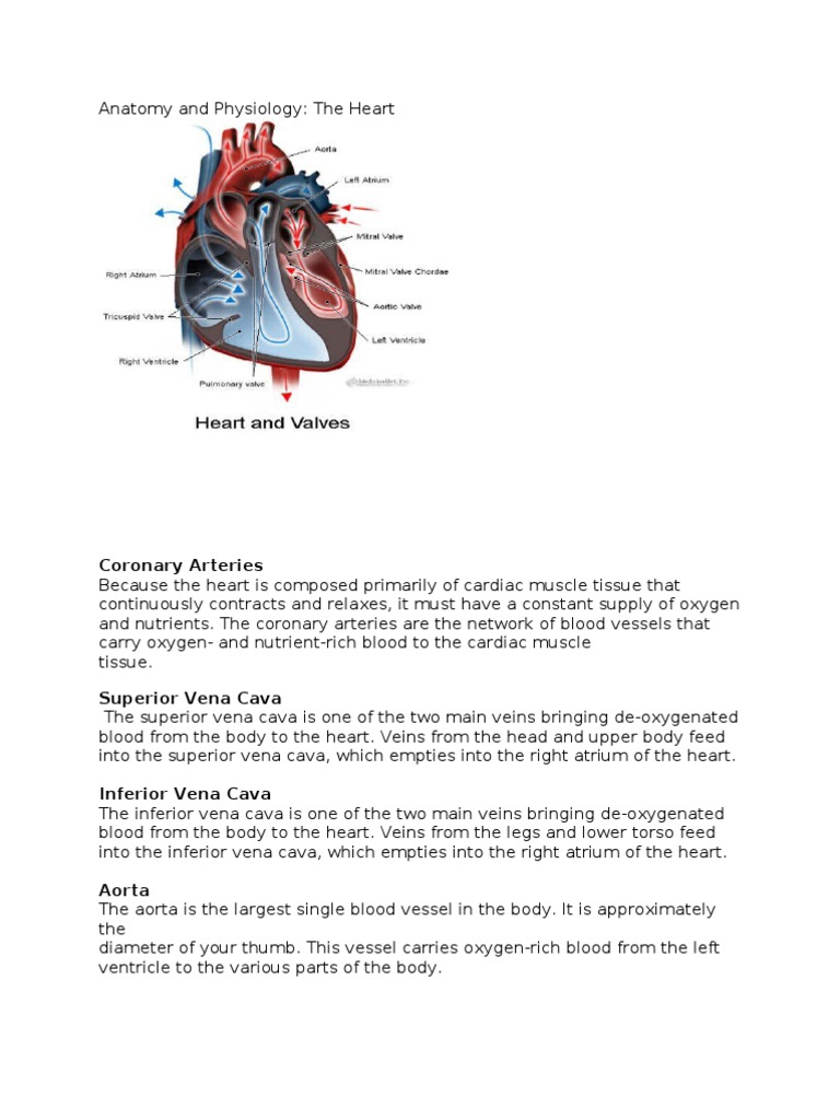 Anatomy & Physiology: Heart Overview | PDF | Ventricle (Heart) | Heart