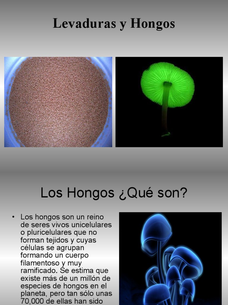 Hongos y Levaduras | PDF | Hongo | Levadura