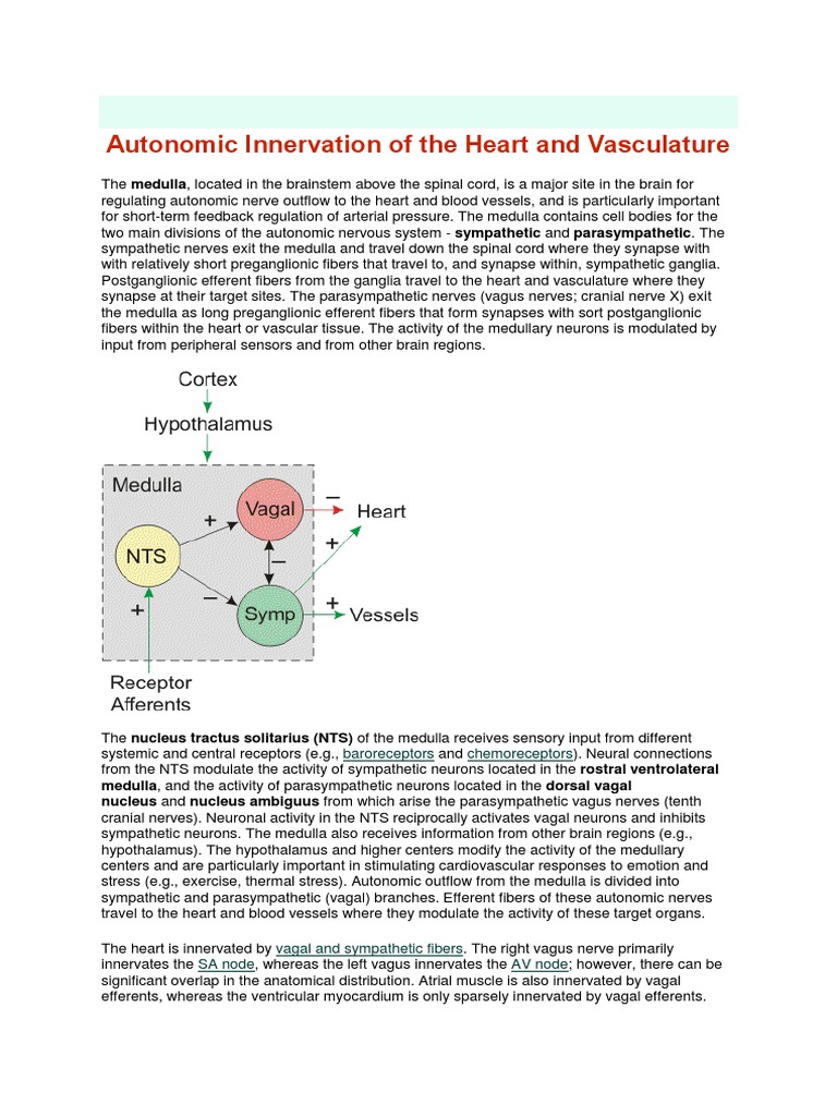 Autonomic Innervation of The Heart and Vasculature: Baroreceptors ...