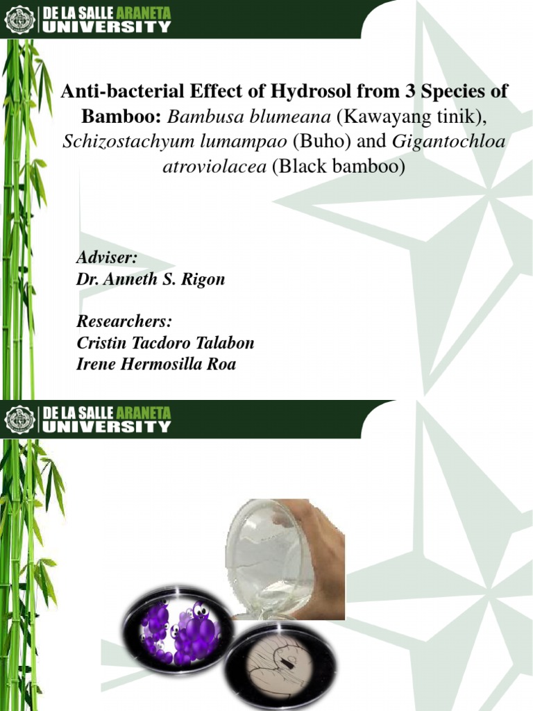 Anti-Microbial Activity of 3 Bamboo Species | PDF | Antimicrobial ...