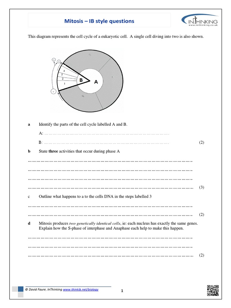 Mitosis Ib Style Questions | PDF | Teaching Methods & Materials