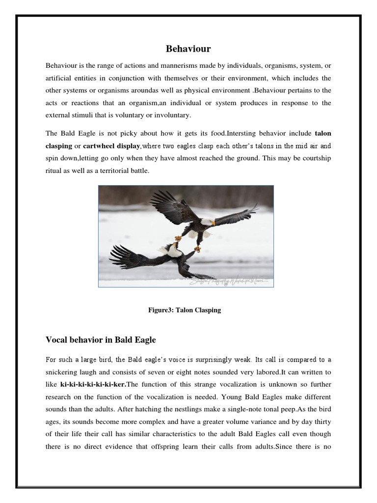 Behaviour: Clasping or Cartwheel Display, Where Two Eagles Clasp Each ...