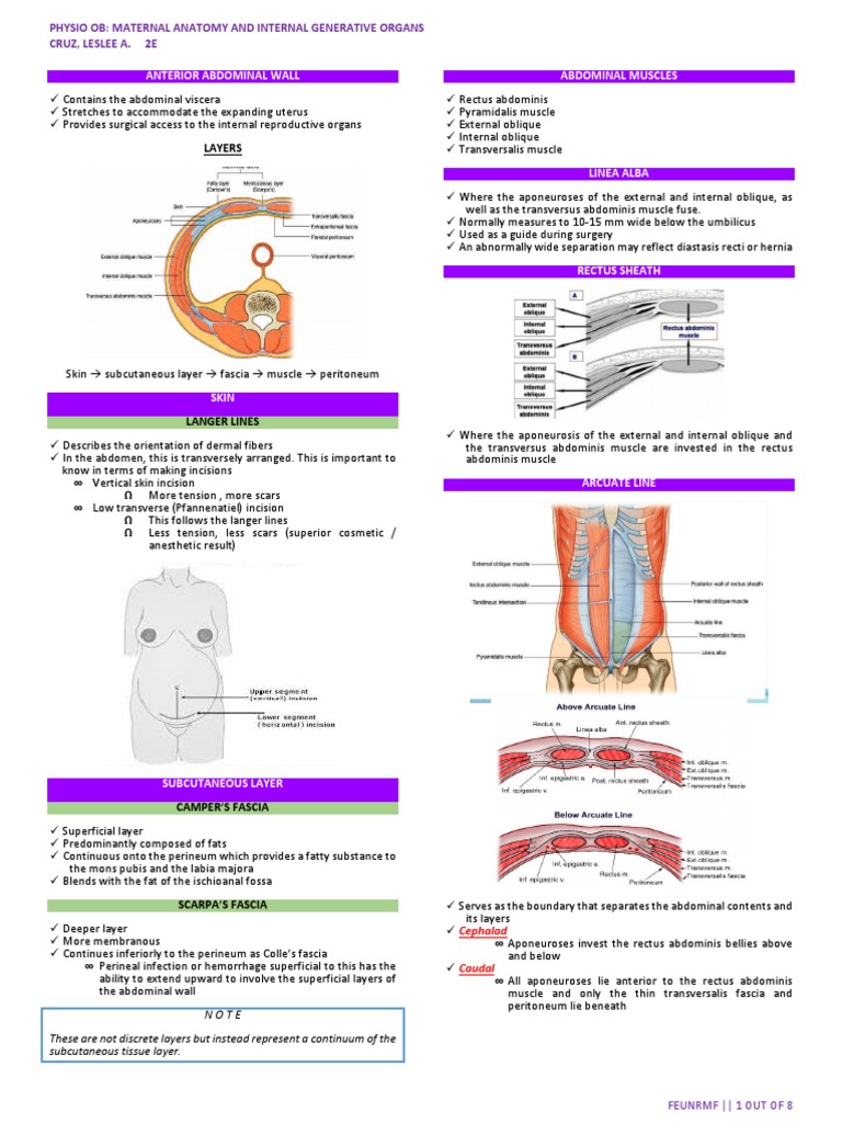 Ob - Maternal Anatomy | PDF | Uterus | Abdomen