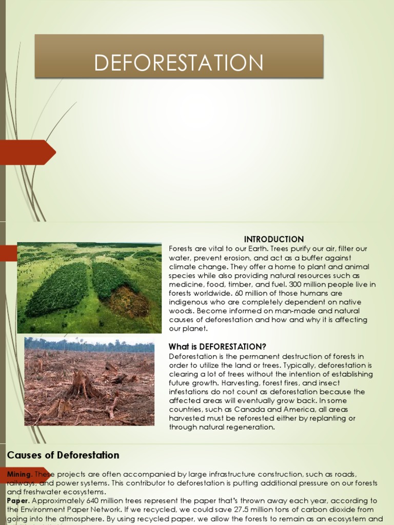 Deforestation | PDF | Deforestation | Rainforest