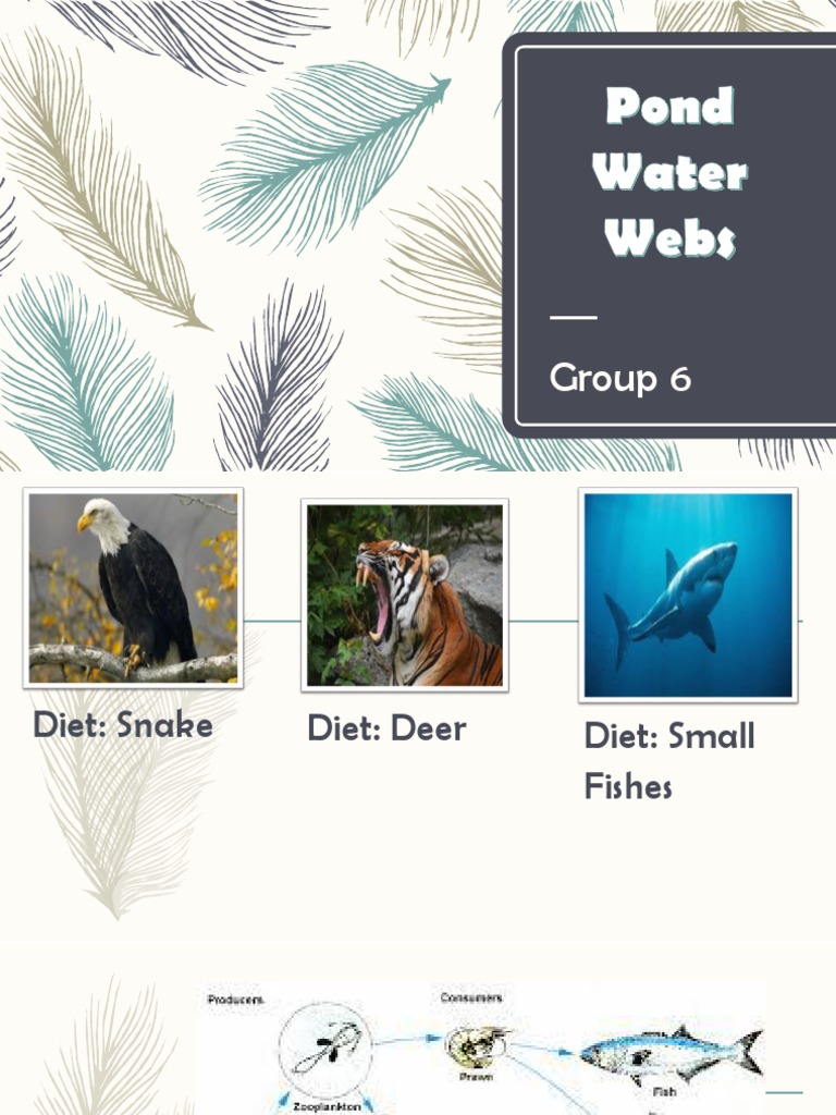 Pond Water Webs | PDF | Food Web | Organisms