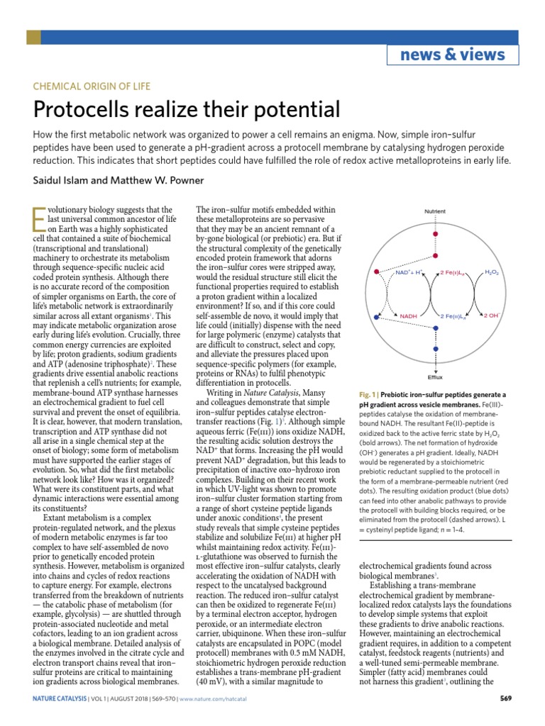 Protocells Realize Their Potential: News & Views | Download Free PDF ...