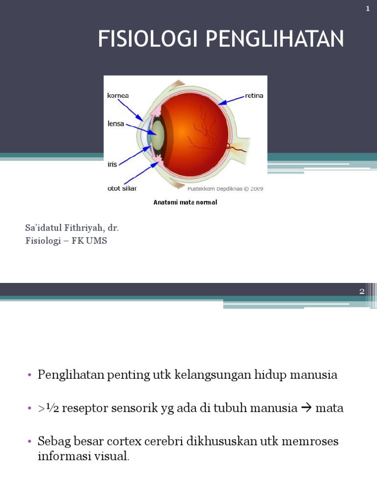 Fisiologi Penglihatan | PDF