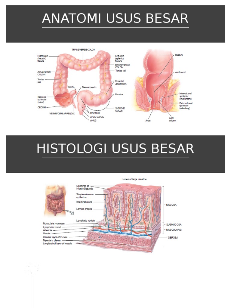 Anatomi Usus Besar | PDF | Memasak, Makanan, & Anggur | Kesehatan Holistik