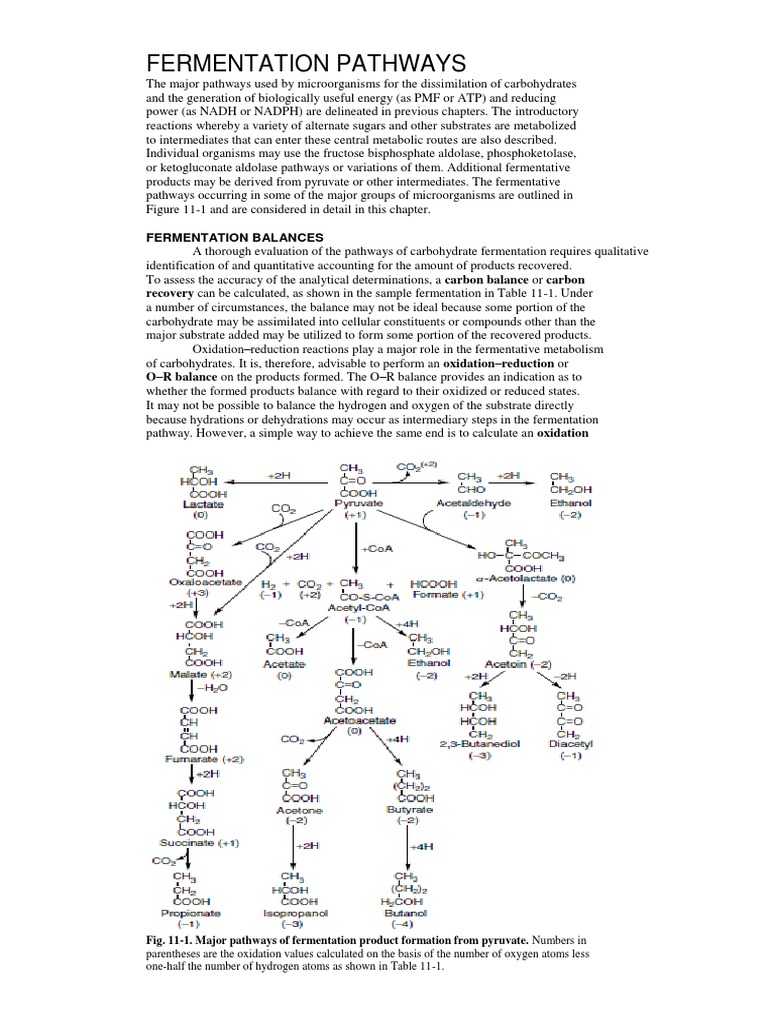 Fermentation Pathways | PDF | Fermentation | Lactic Acid