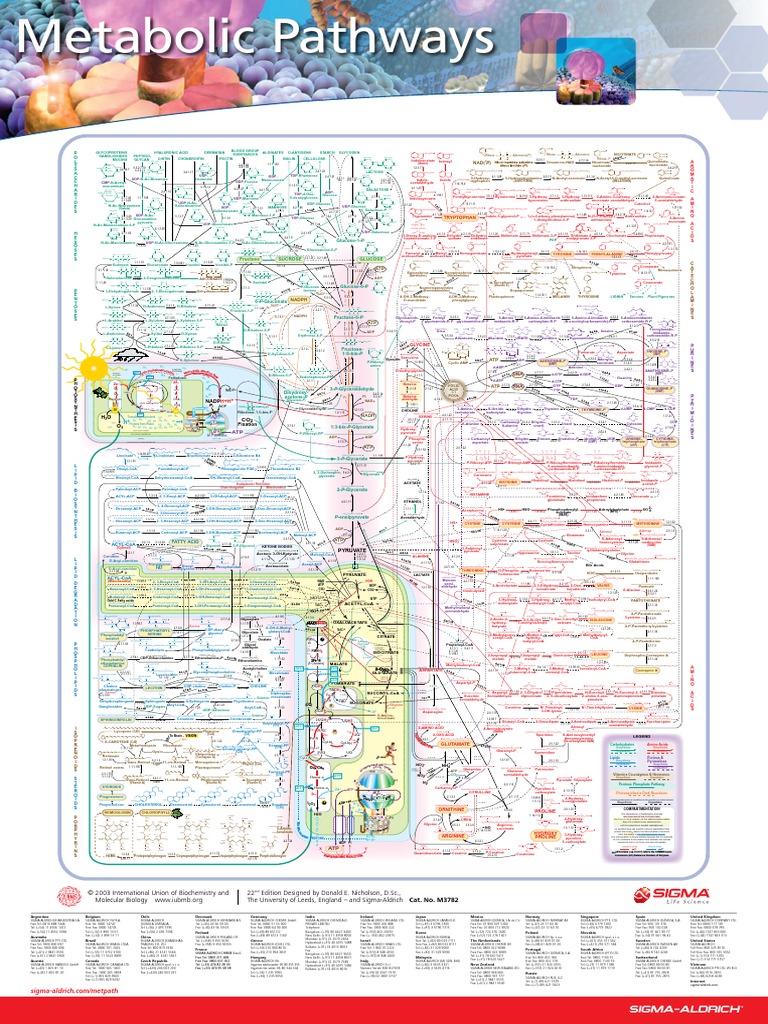Metabolic Pathways Poster - Mapa Metabólico Completo | Química | Biologia