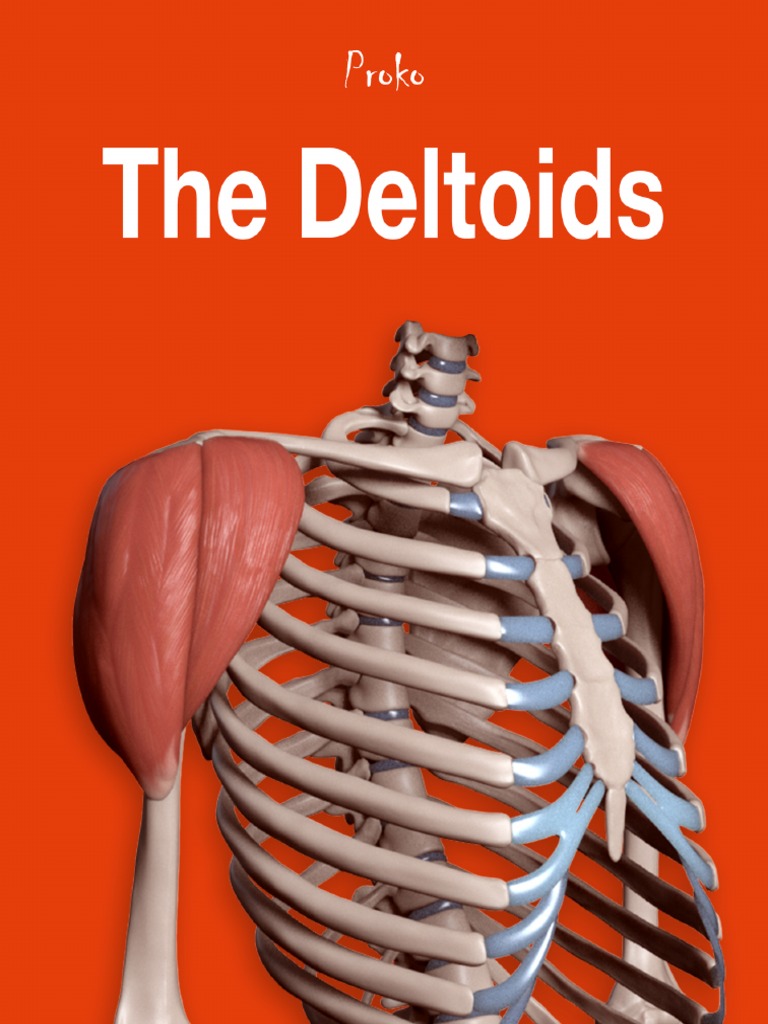 20c The Deltoid Muscles Ebook | PDF