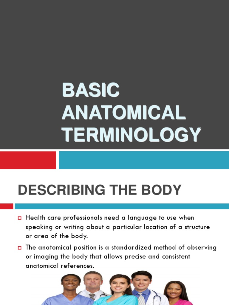 2019 Lesson 2 Anatomical Terms | PDF | Anatomical Terms Of Location ...