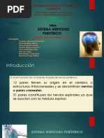 Cuadro Sinoptico Del Sistema Nervioso | PDF