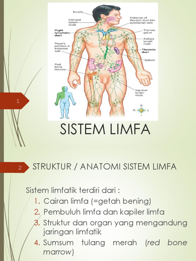 SISTEM LIMFA Dan Nervus Superior - 2 | PDF