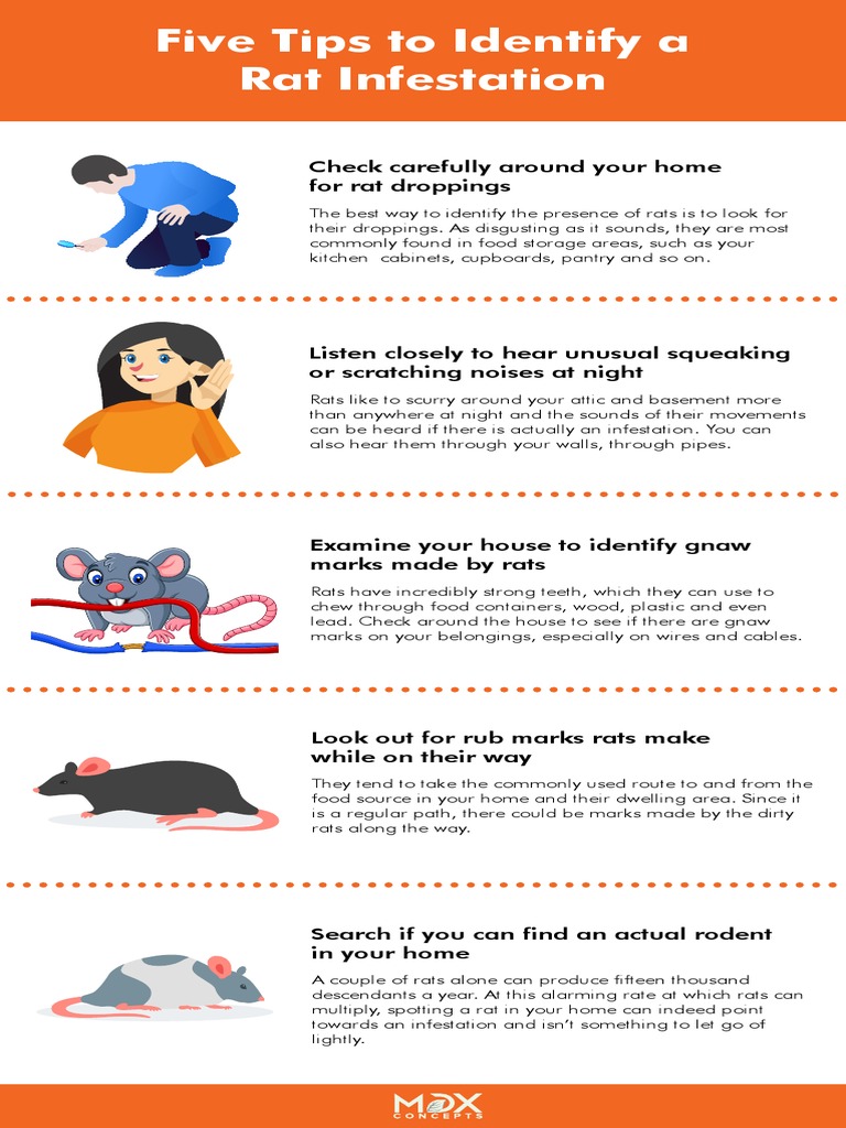 Rat Infestation | PDF