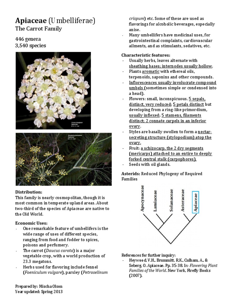 Apiaceae (Umbelliferae) : The Carrot Family | PDF | Branches Of Botany ...