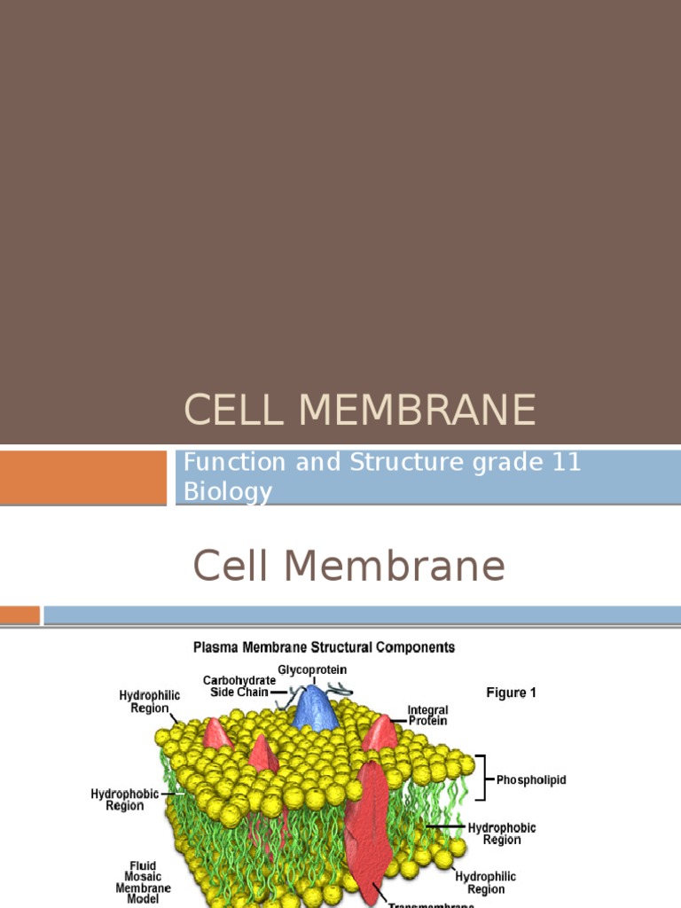 Cell Membrane: Function and Structure Grade 11 Biology | PDF | Cell ...
